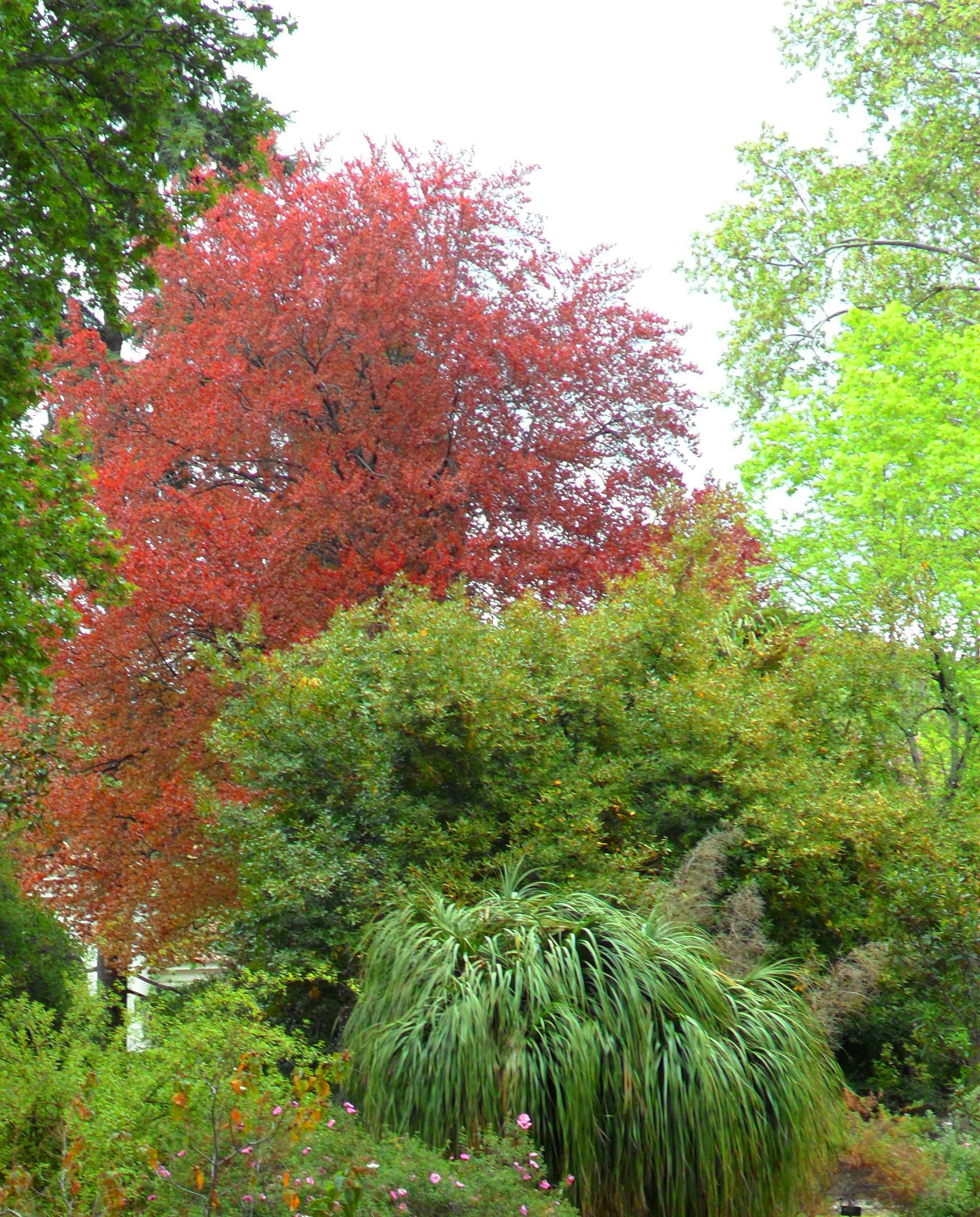 A few links: News and posts about the vegetable kingdom – Semiosis