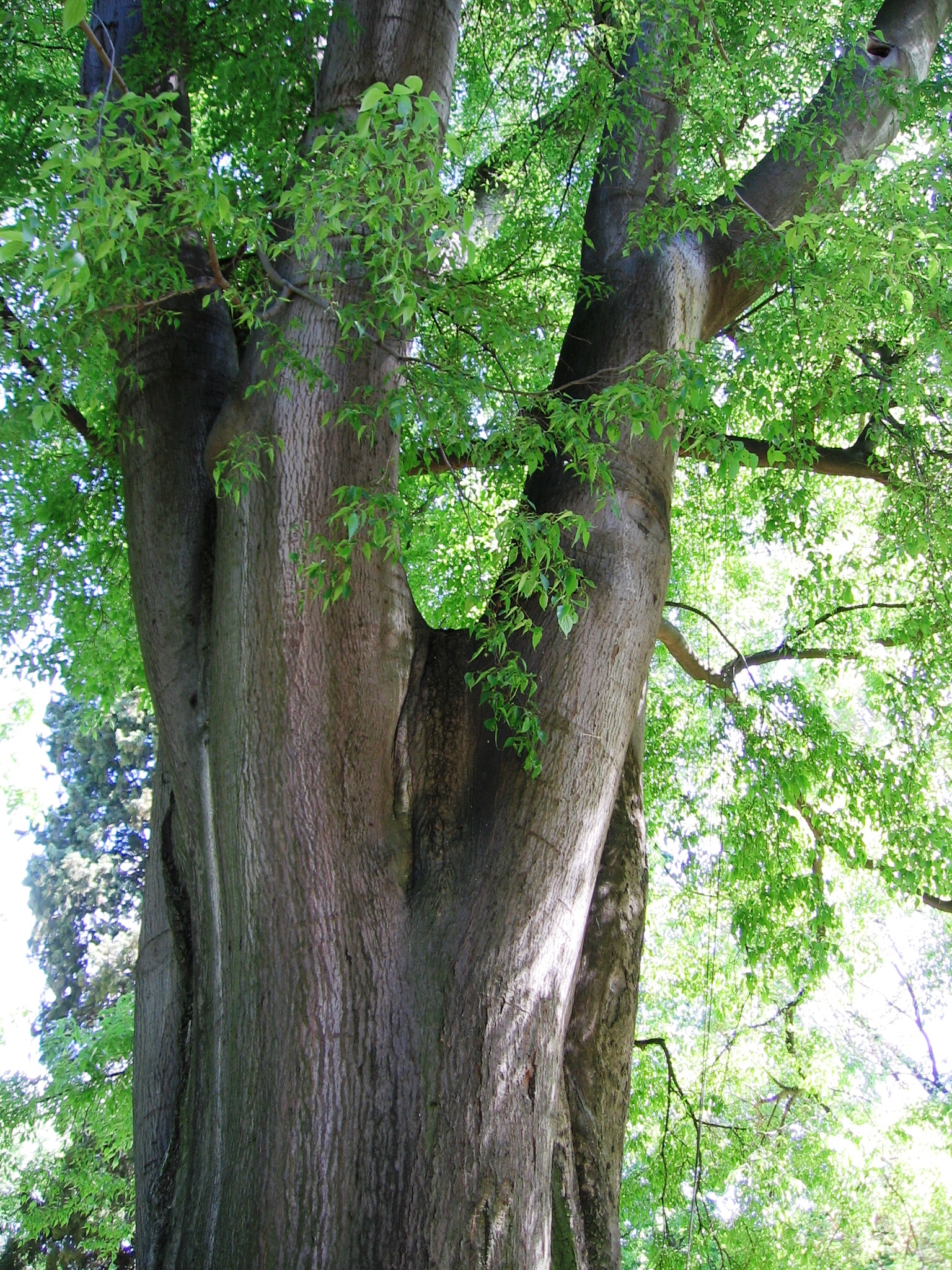 “Live like a tree…” – Semiosis