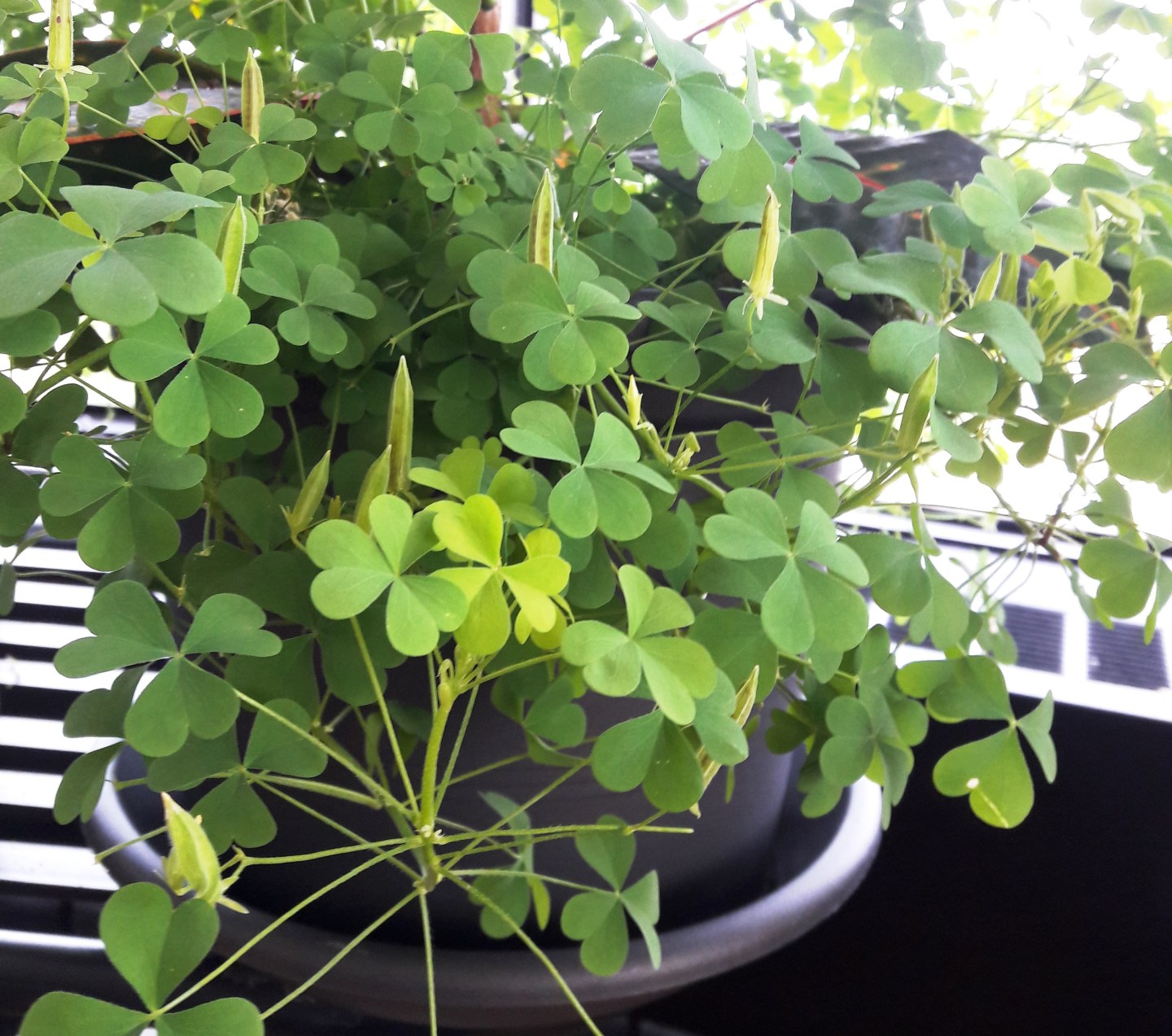 Plants that explode! – Semiosis