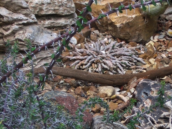 Is the poop plant real? Yes – Semiosis