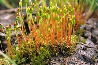 Poop moss. Yes, that’s a thing – Semiosis