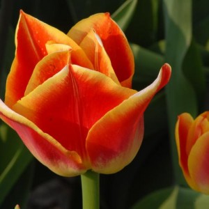Named after tulips – Semiosis