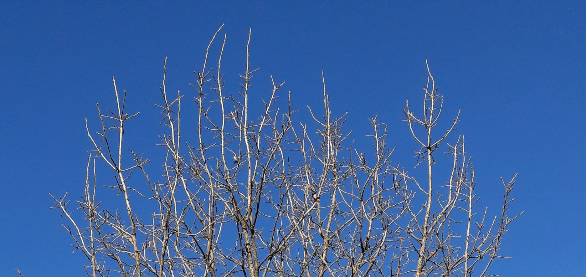 Leaves fall down – Semiosis