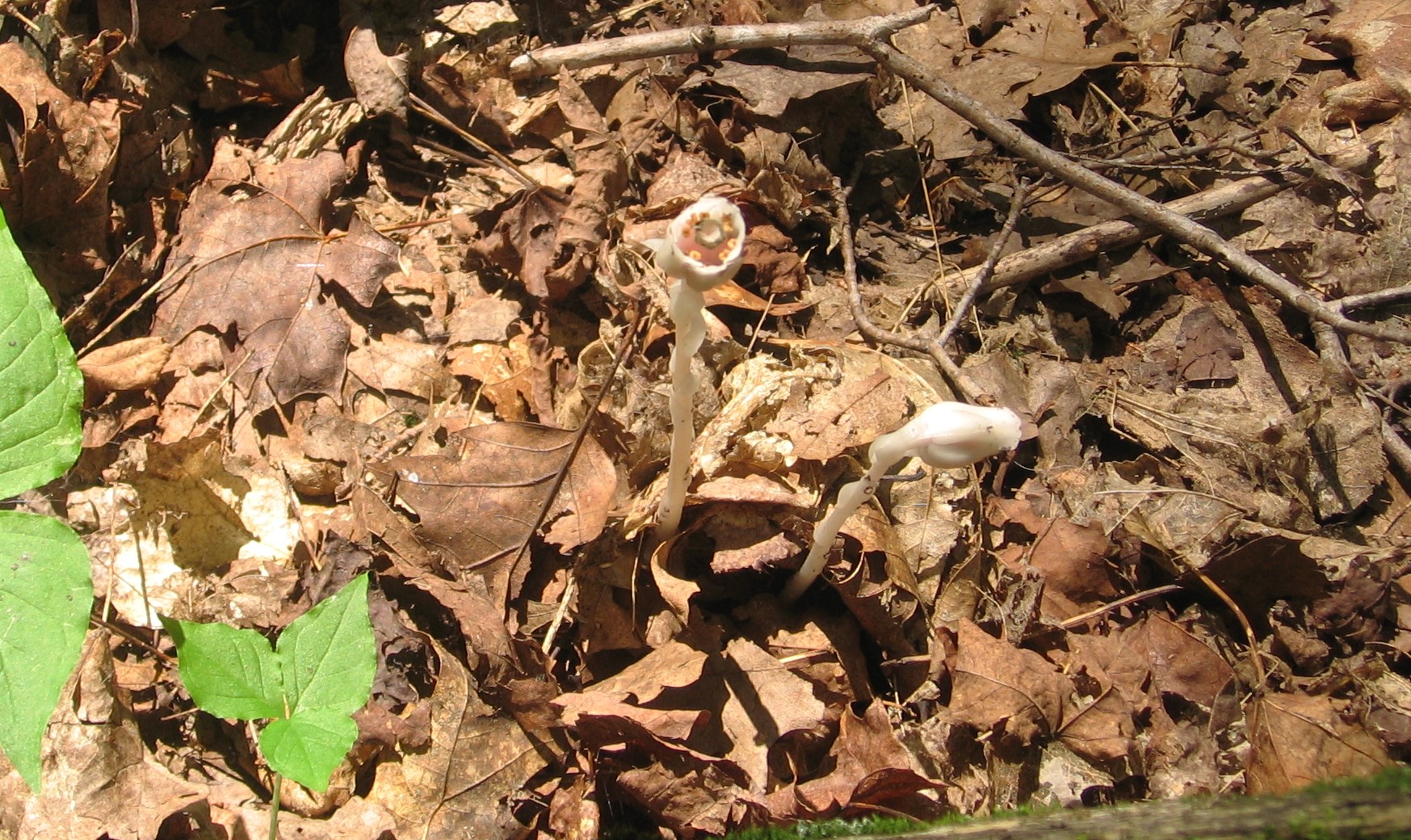 A parasitic flower – Semiosis