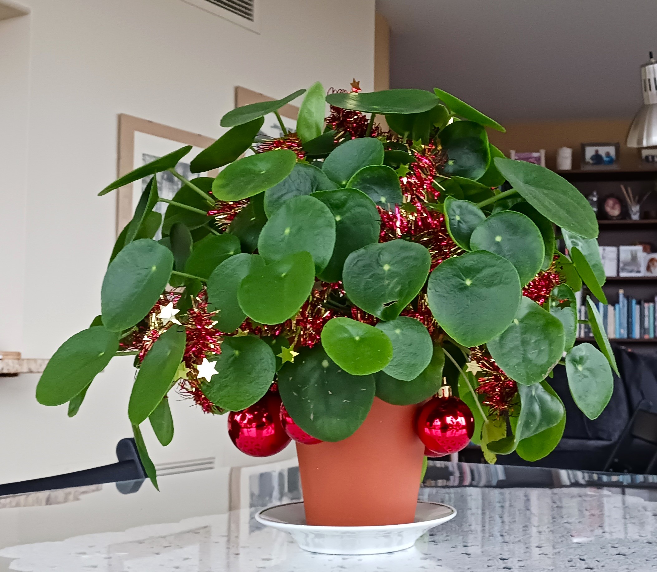 This year’s house plant Christmas tree – Semiosis