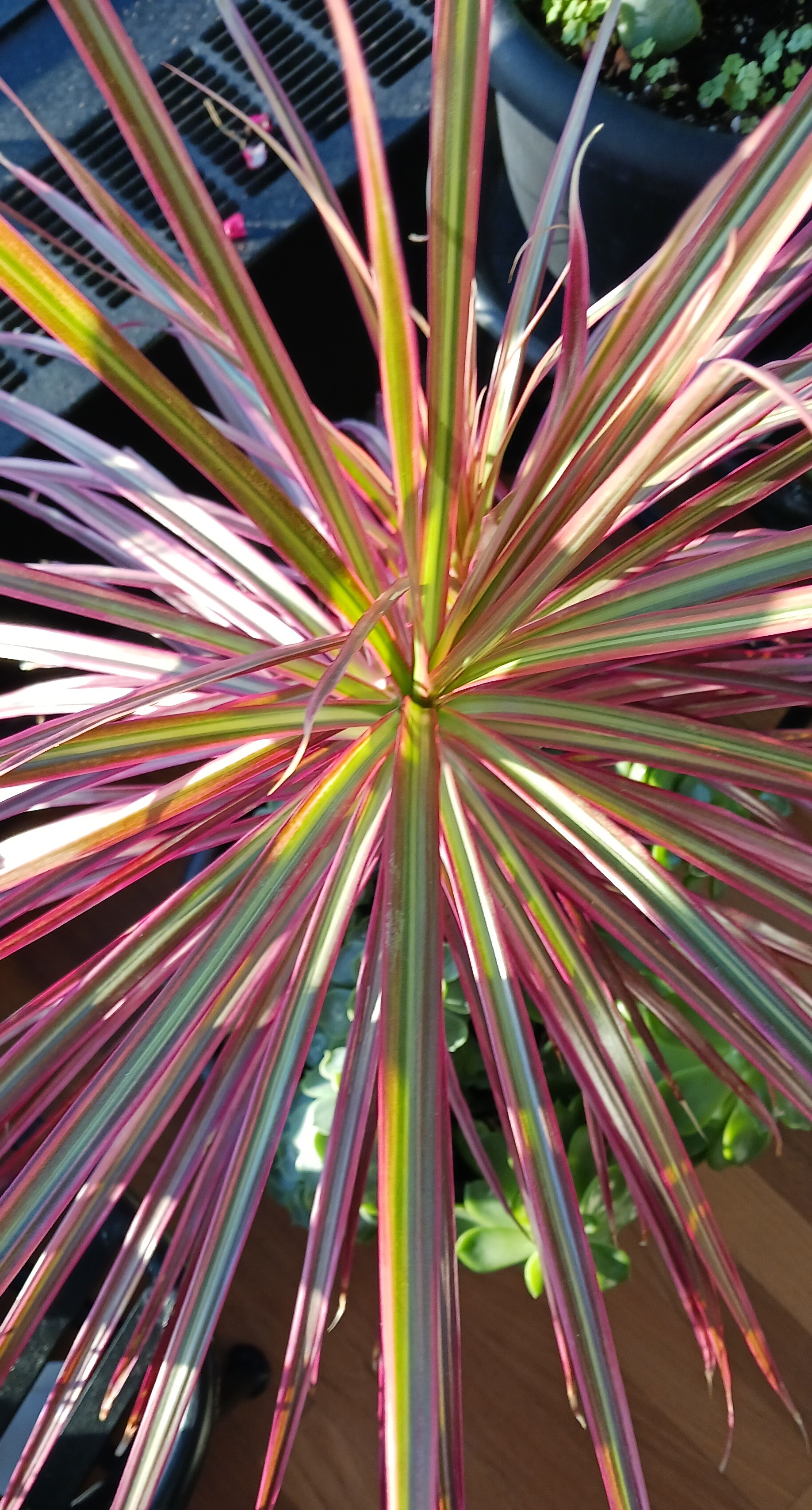 This year’s house plant Christmas tree – Semiosis