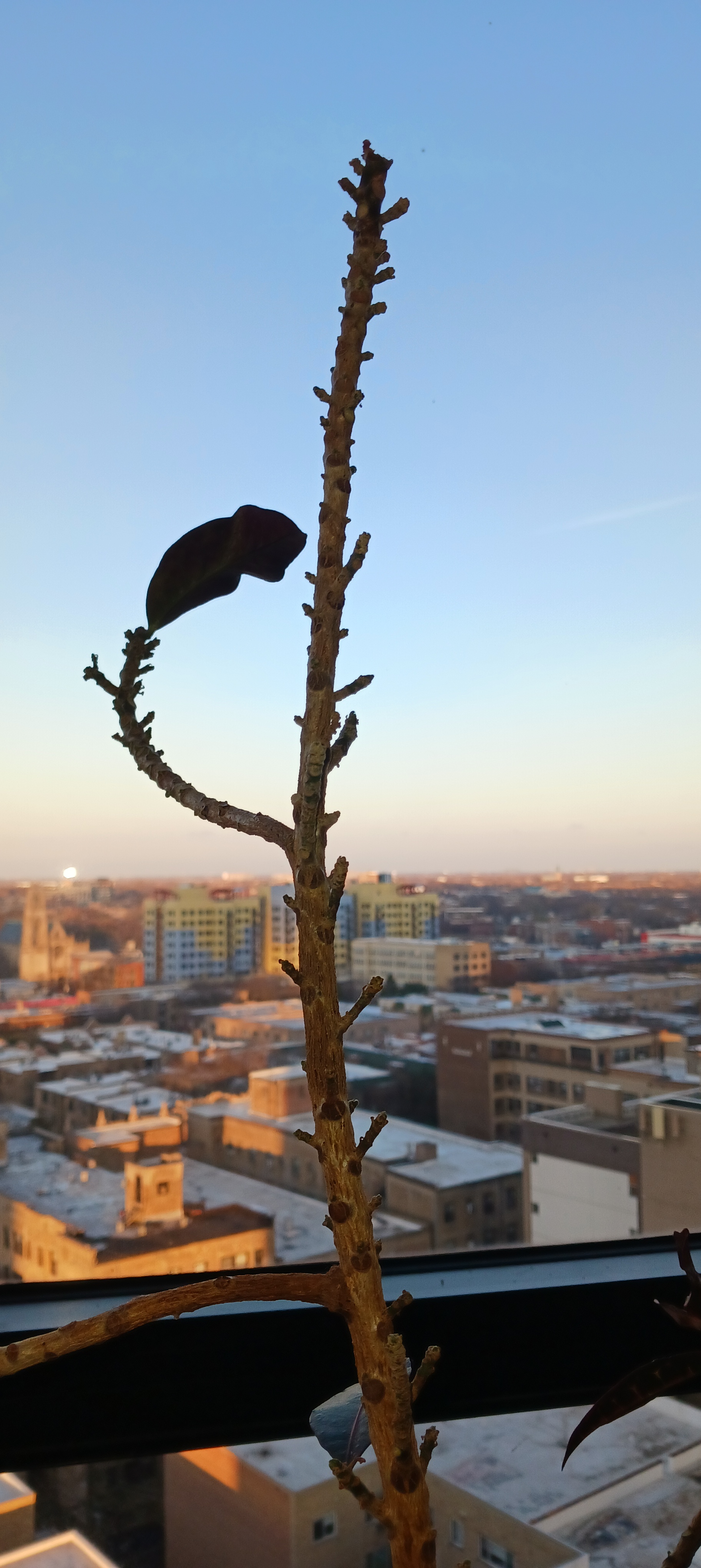 This year’s house plant Christmas tree – Semiosis